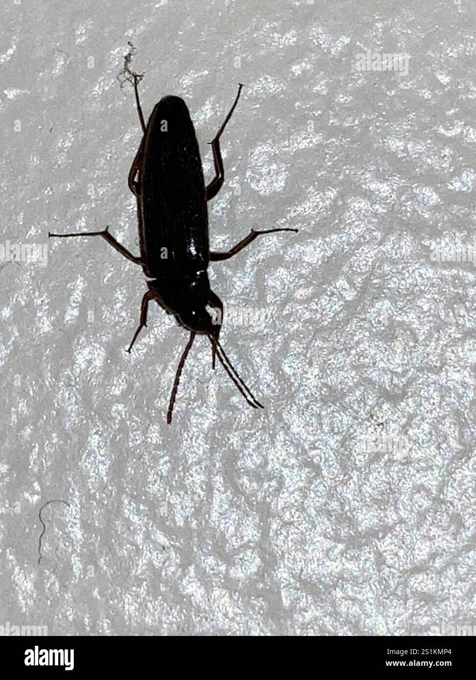 Punctate Synchronized Bark Beetle (Synchroa punctata Stock Photo - Alamy