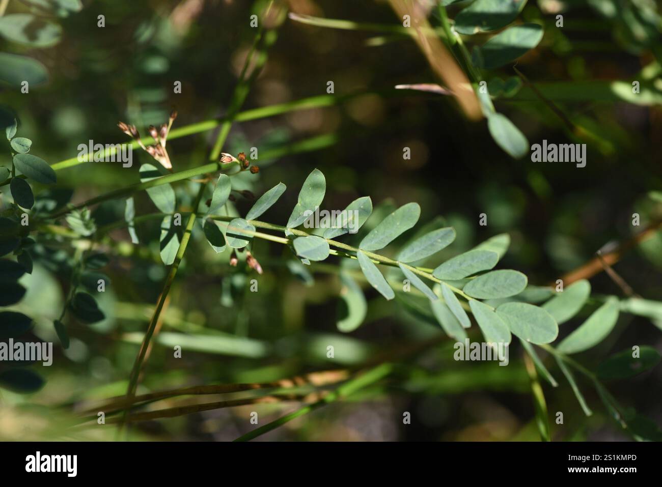 Canadian milkvetch (Astragalus canadensis Stock Photo - Alamy
