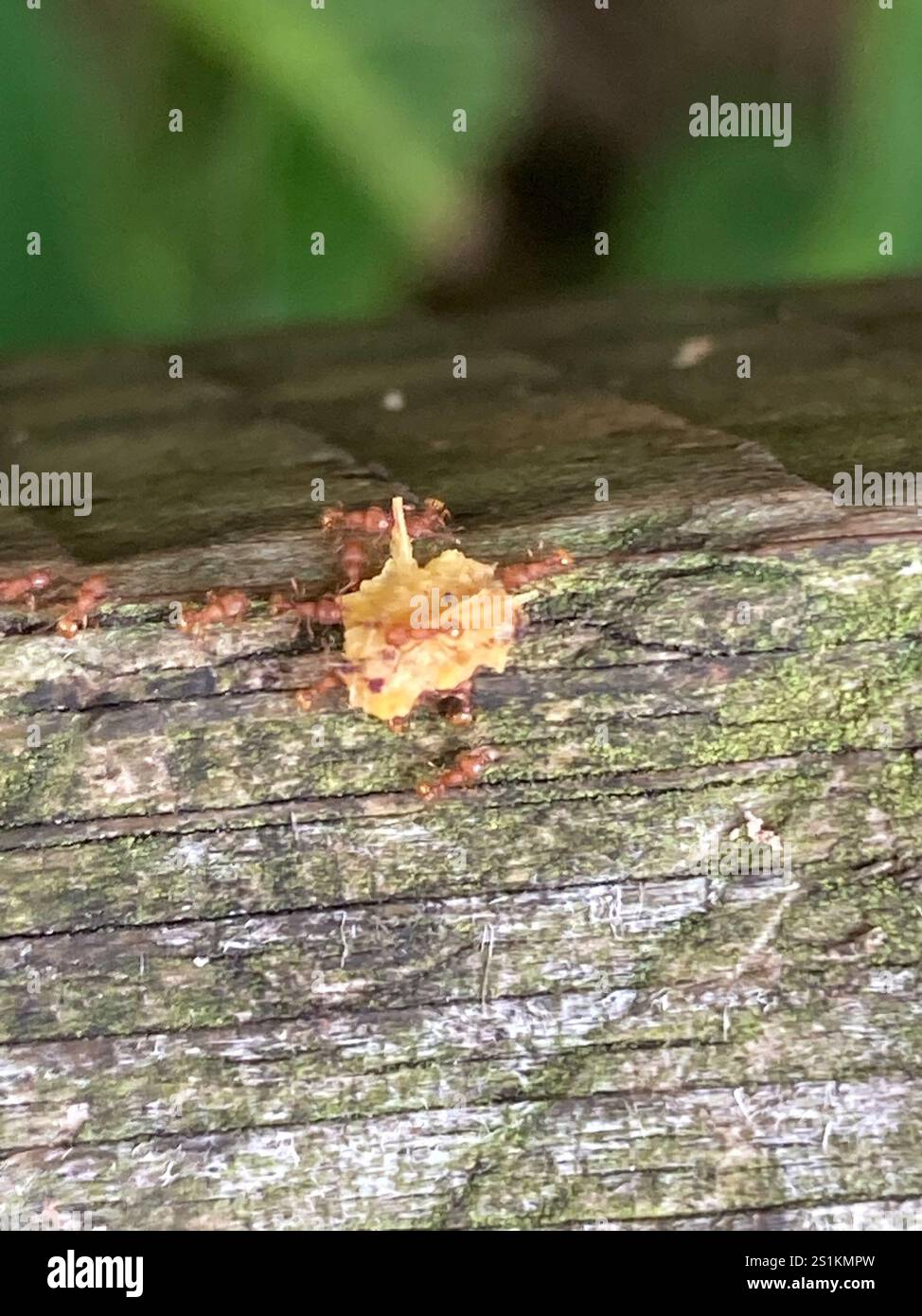 Little Fire Ant (Wasmannia auropunctata Stock Photo - Alamy