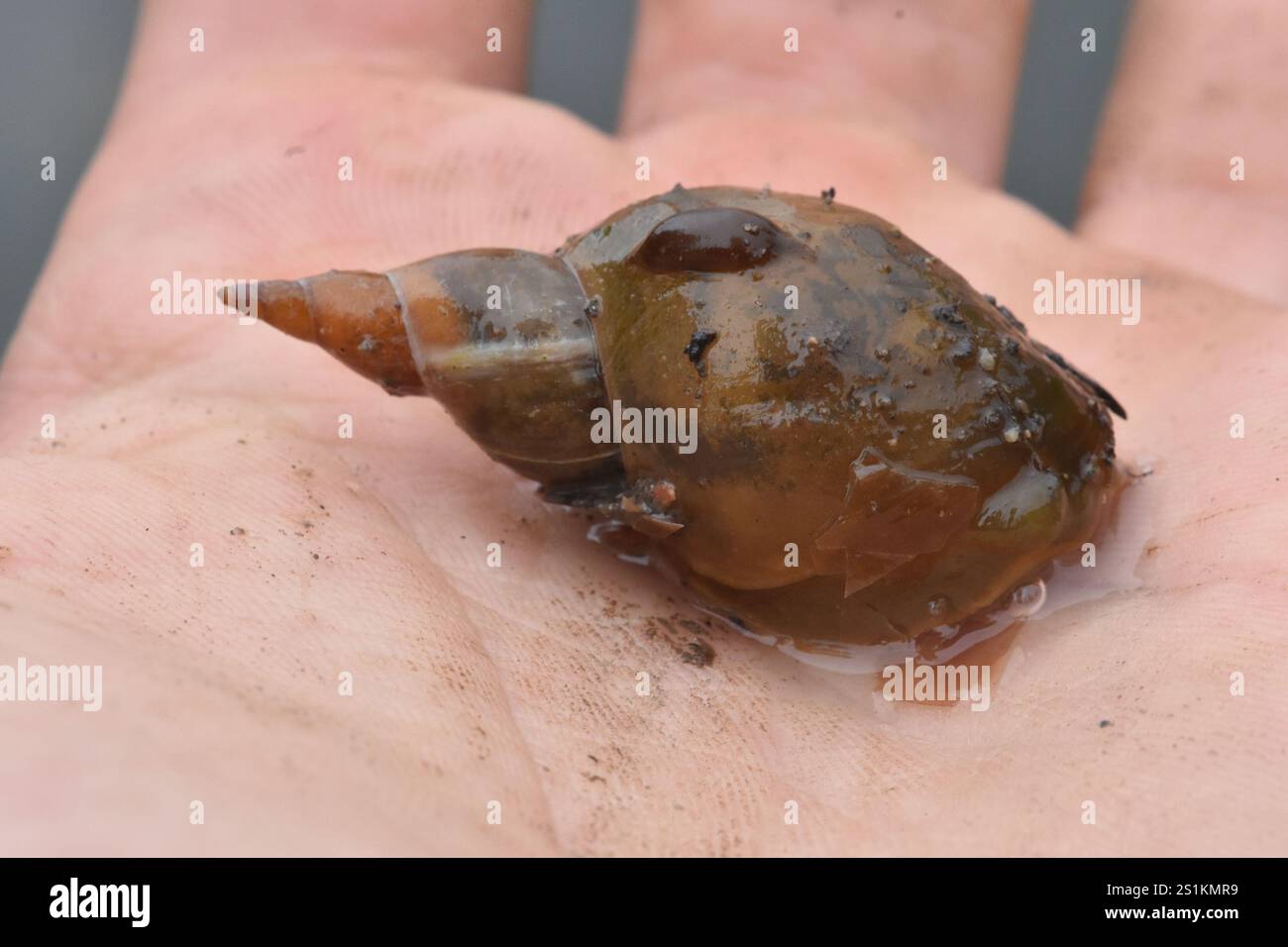 Great Pond Snail (Lymnaea stagnalis Stock Photo - Alamy