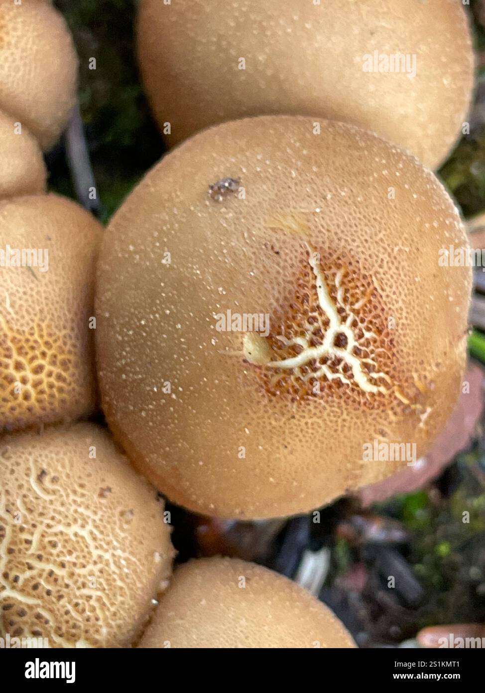 Pear-shaped Puffball (Apioperdon pyriforme Stock Photo - Alamy