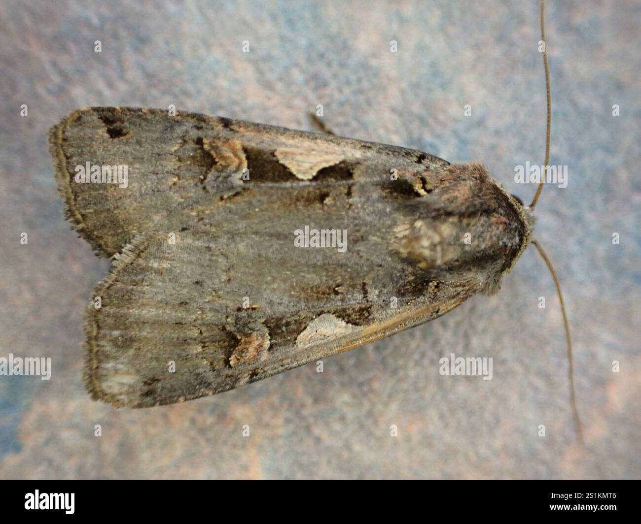 Setaceous Hebrew Character (Xestia c-nigrum Stock Photo - Alamy