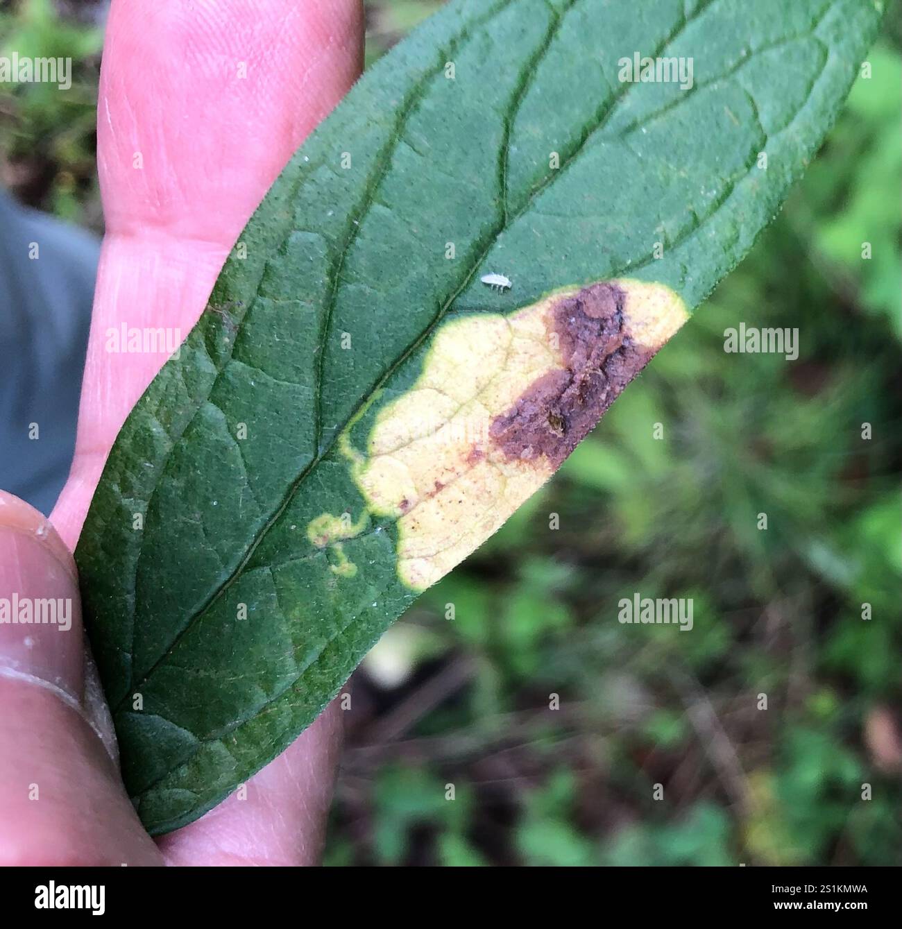 Aster Tentiform Blotchminer (Acrocercops astericola Stock Photo - Alamy