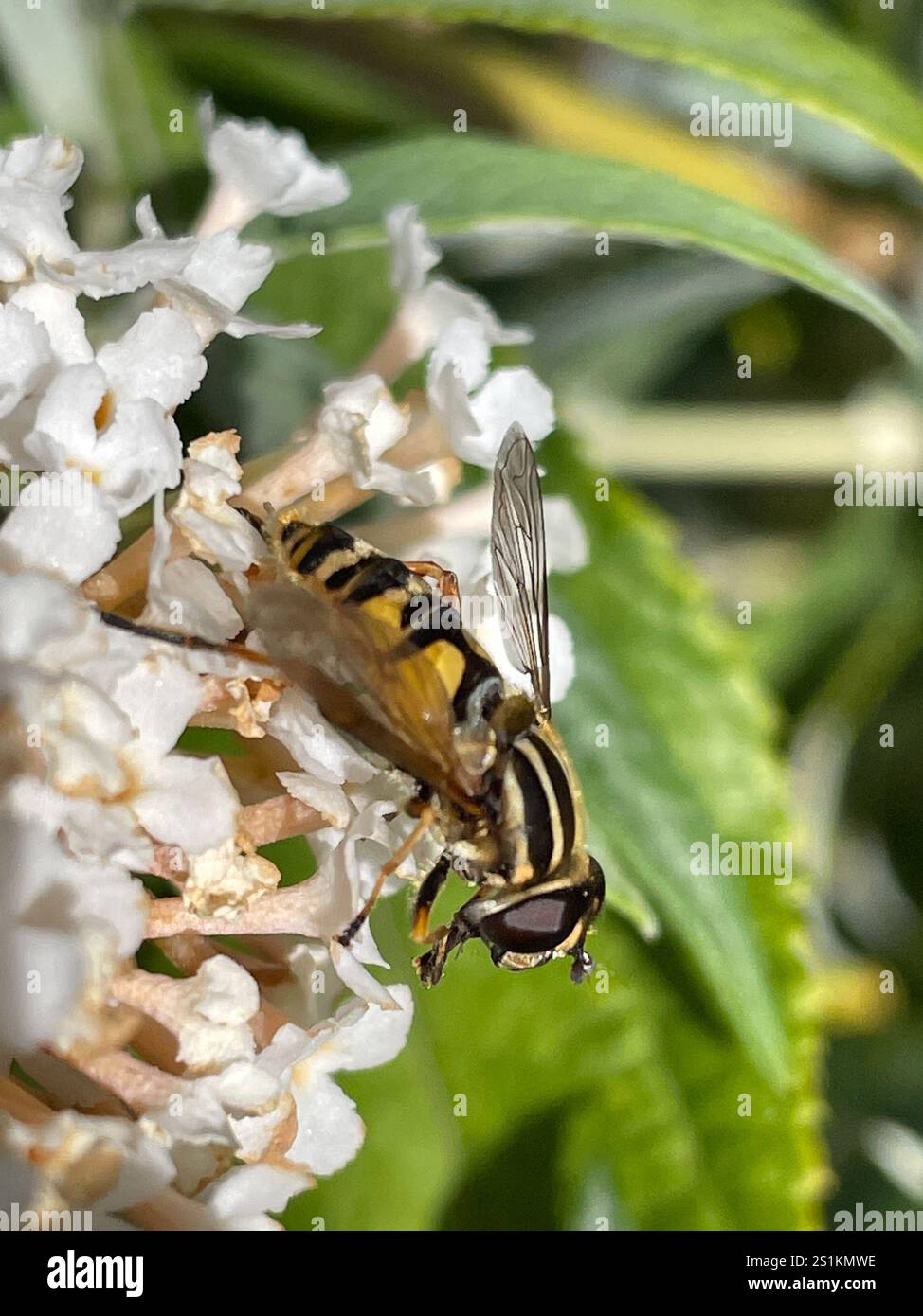 Sun Fly (Helophilus pendulus Stock Photo - Alamy