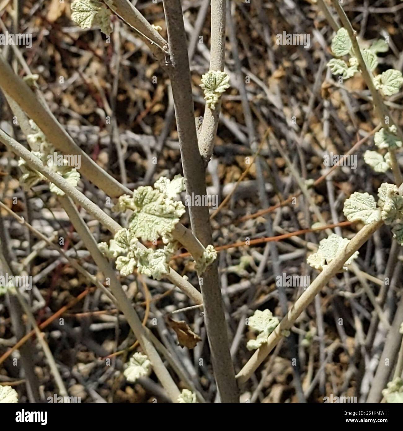 southern coastal bushmallow (Malacothamnus fasciculatus Stock Photo - Alamy