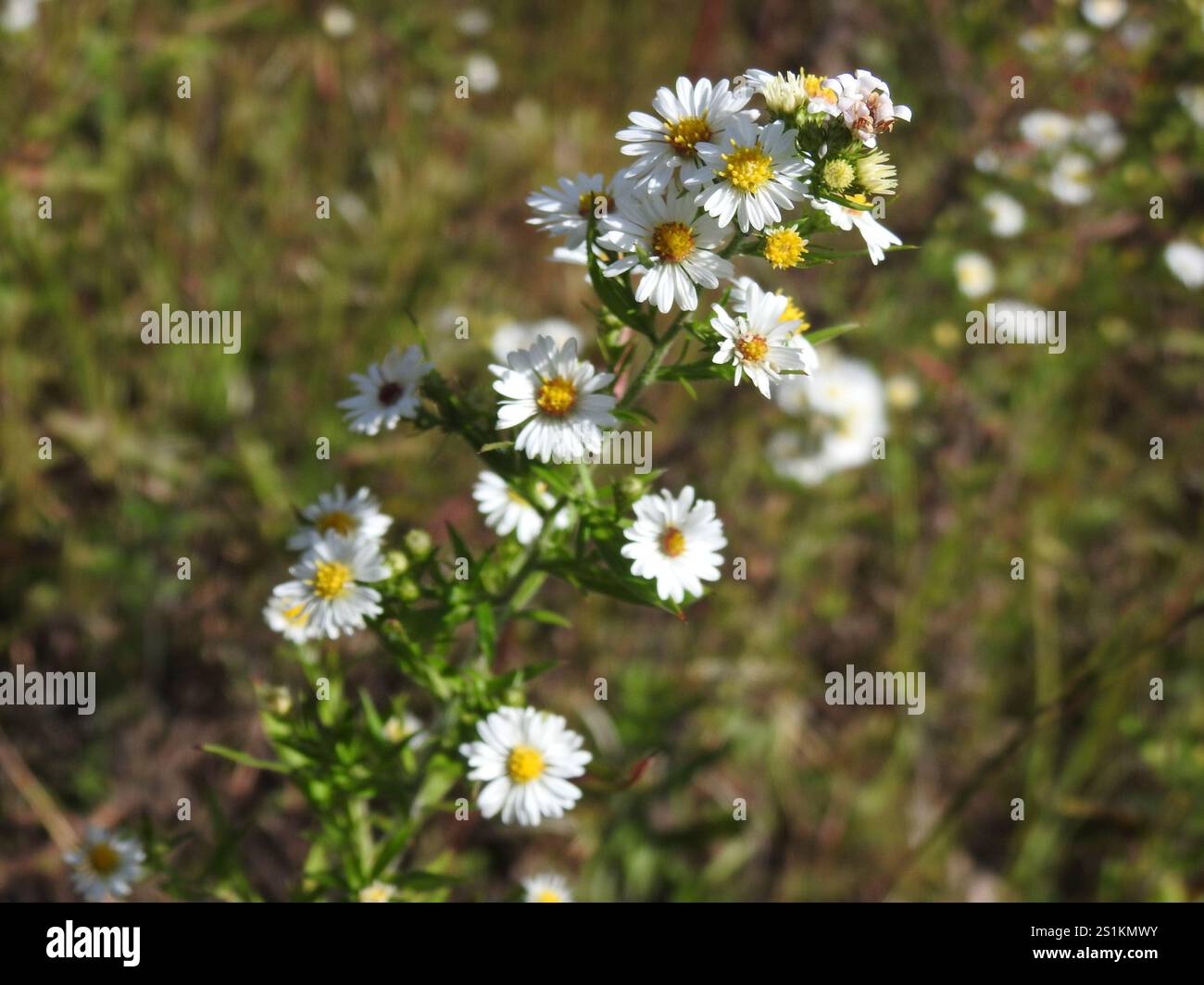 hairy white oldfield aster (Symphyotrichum pilosum Stock Photo - Alamy