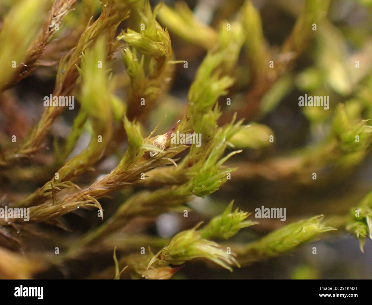 Rock Bristle-moss (Lewinskya rupestris Stock Photo - Alamy