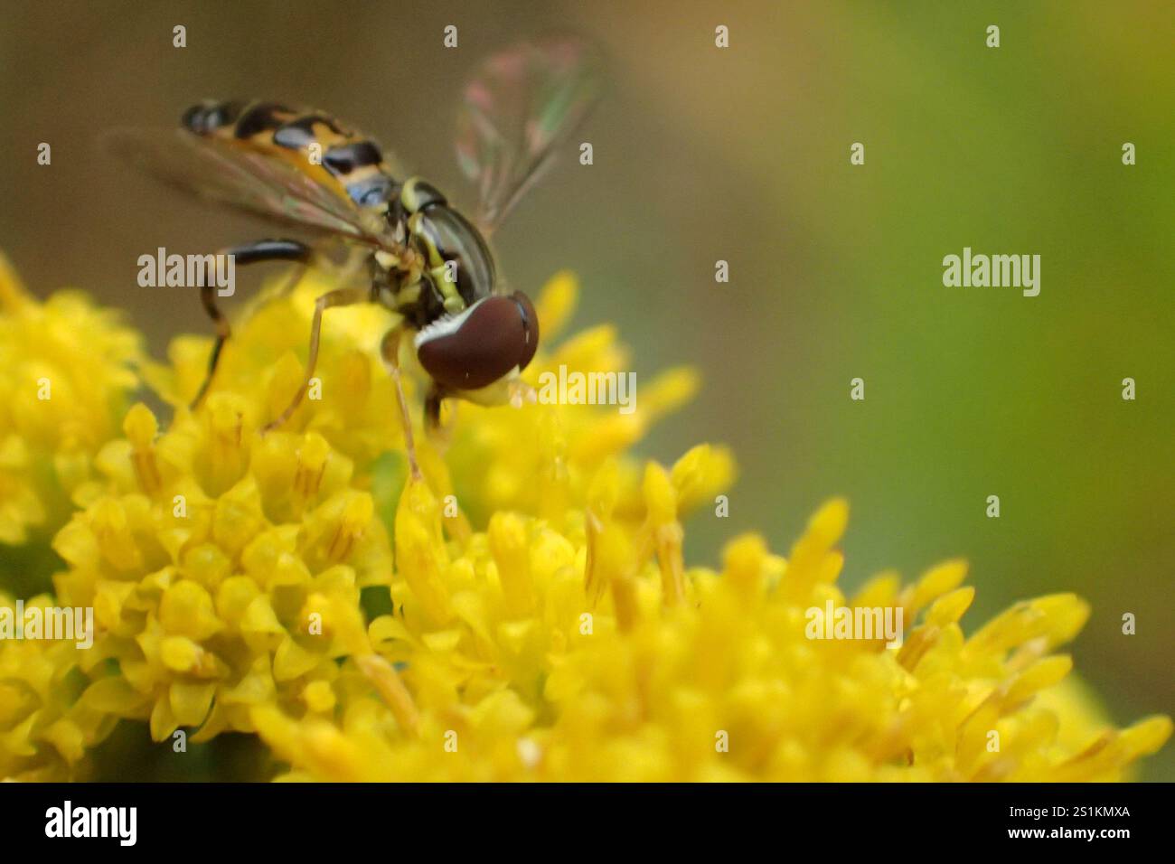 Eastern Calligrapher (Toxomerus geminatus Stock Photo - Alamy