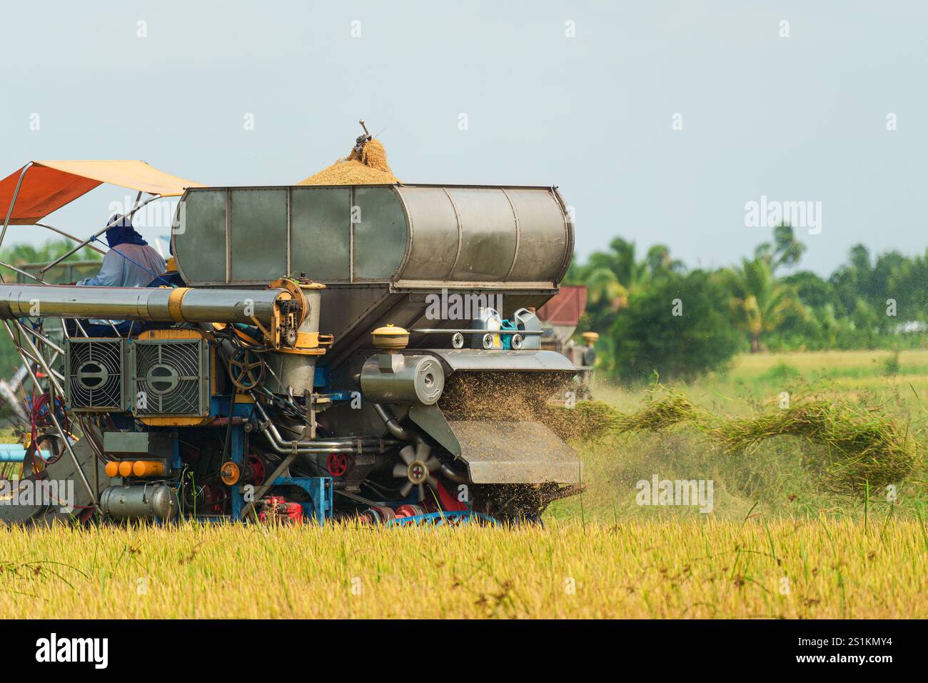 Combine rice harvester with worker harvesting in rice field during ...