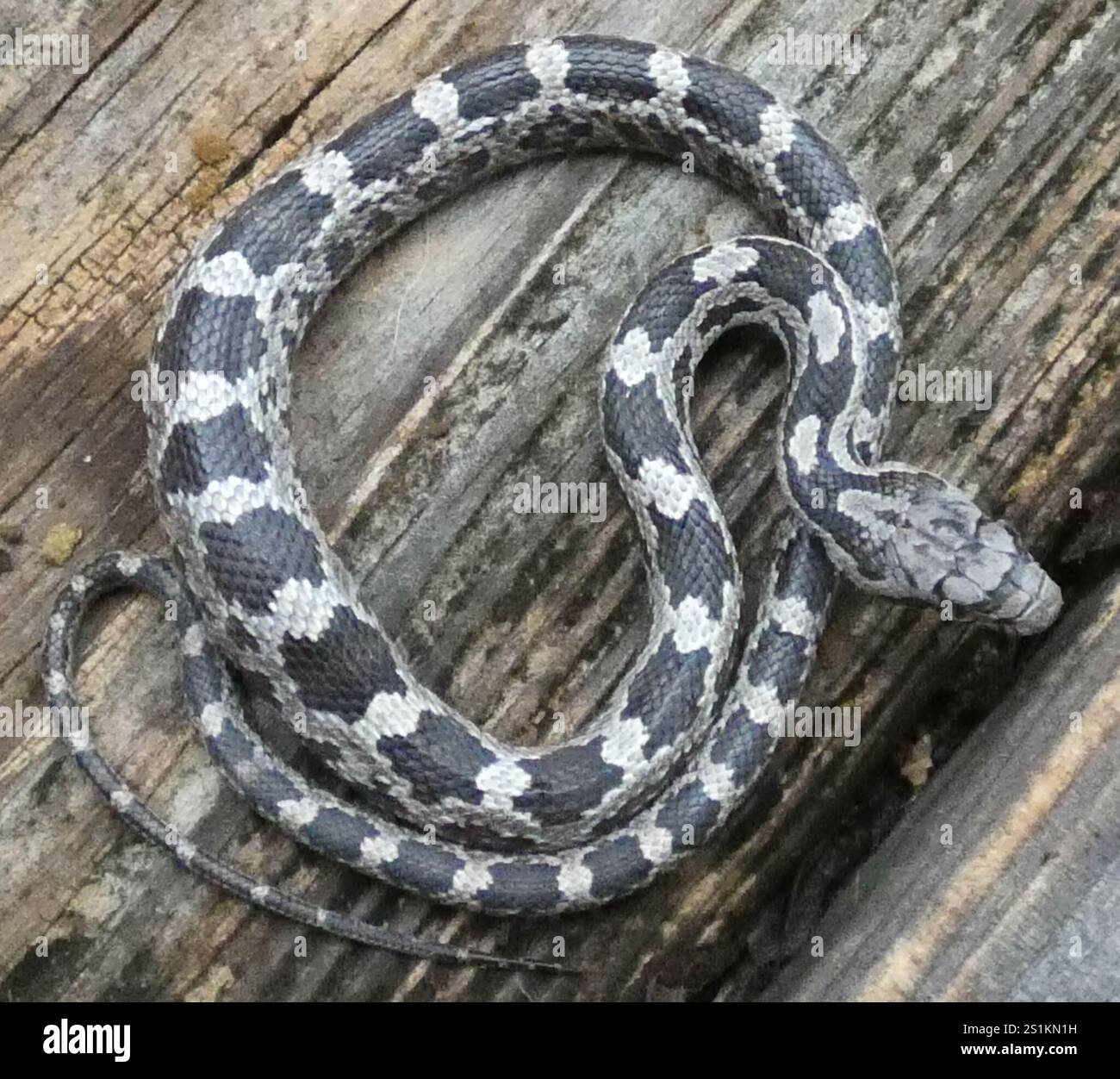 Eastern Ratsnake (Pantherophis alleghaniensis Stock Photo - Alamy