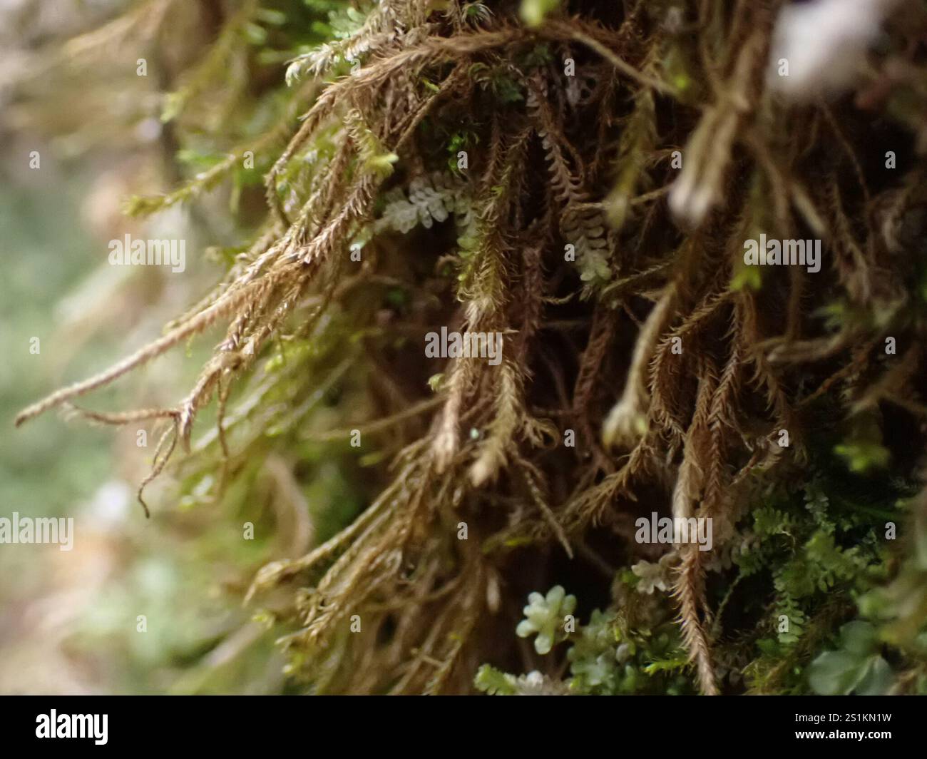Bent Scissor-leaved Liverwort (Herbertus aduncus Stock Photo - Alamy