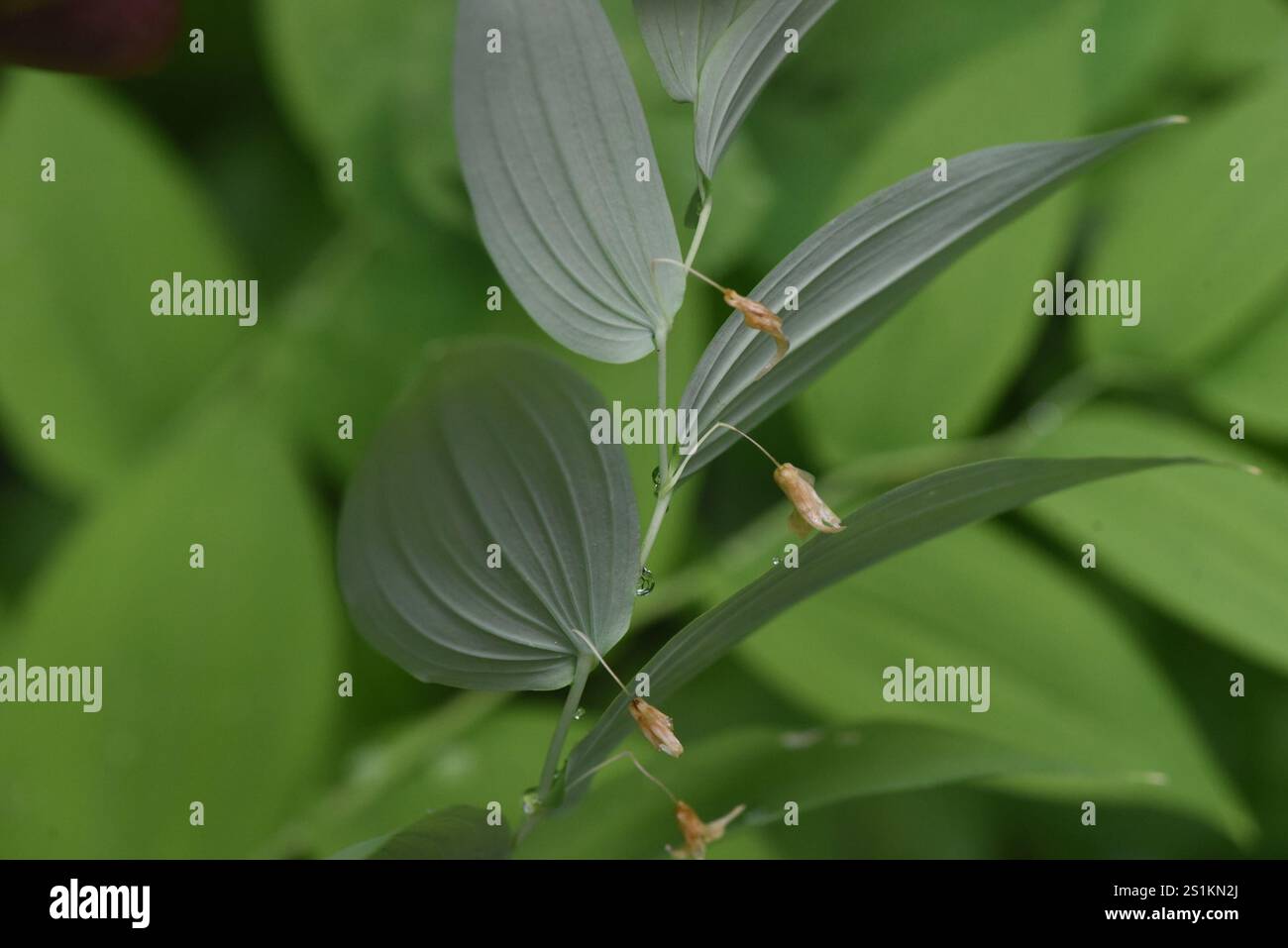 white twisted-stalk (Streptopus amplexifolius Stock Photo - Alamy
