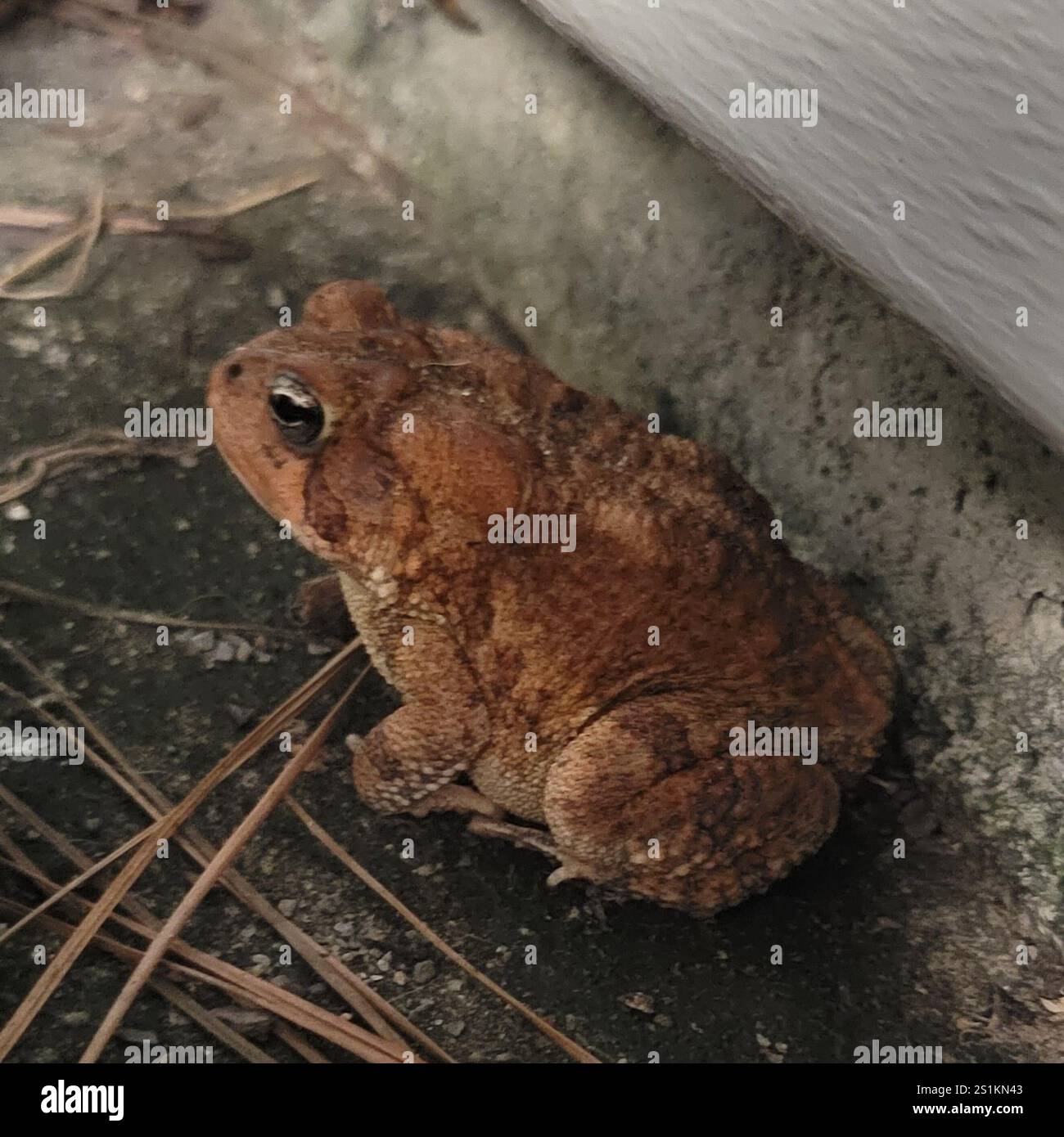 Southern Toad (Anaxyrus terrestris Stock Photo - Alamy