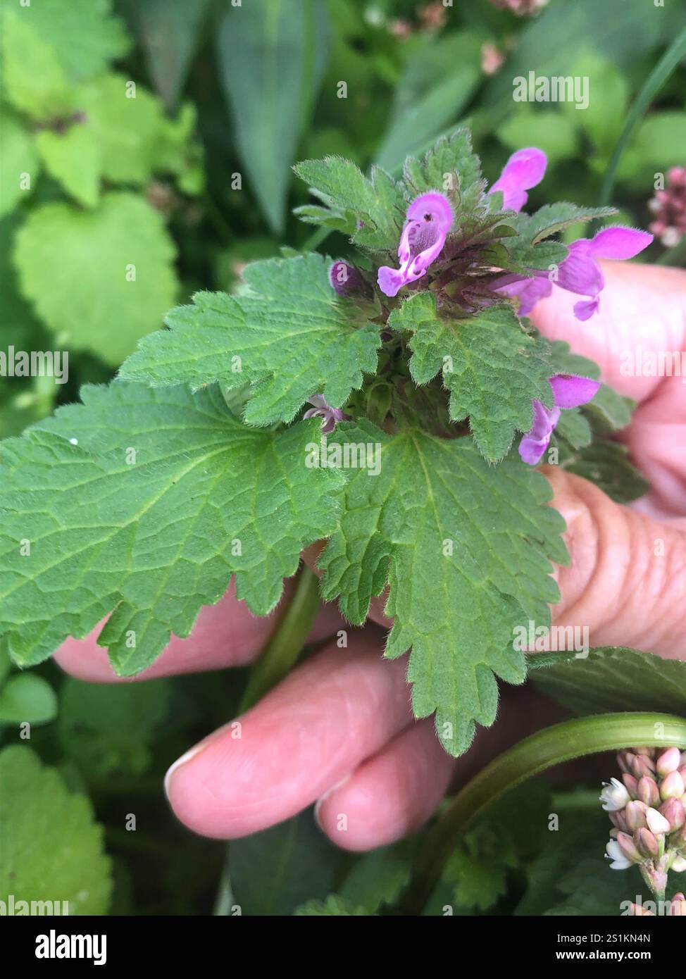 cutleaf deadnettle (Lamium hybridum Stock Photo - Alamy