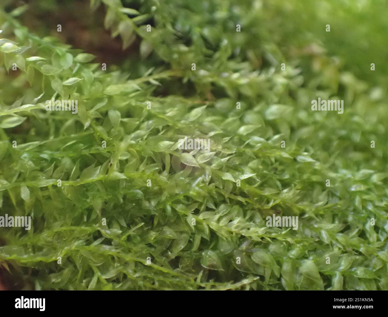Mueller's Silk-moss (Isopterygiopsis muelleriana Stock Photo - Alamy