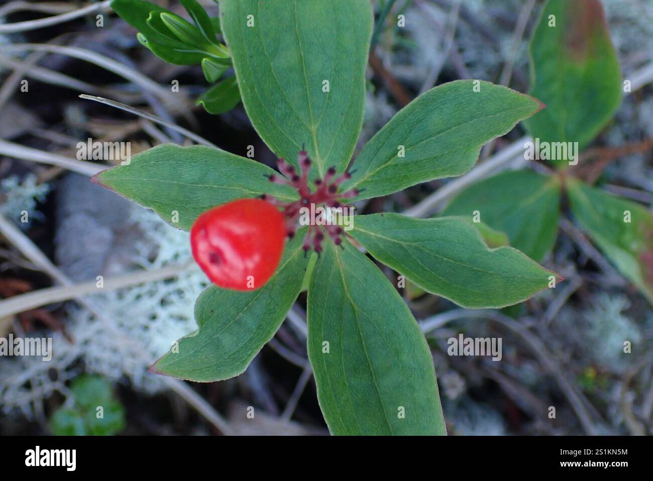 Western Bunchberry (Cornus unalaschkensis Stock Photo - Alamy