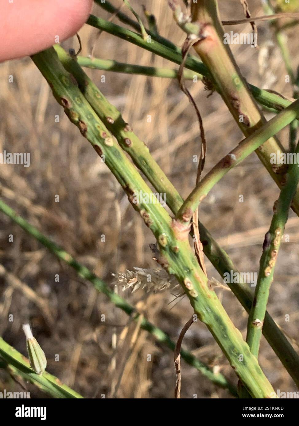 Rush Skeletonweed (Chondrilla juncea Stock Photo - Alamy