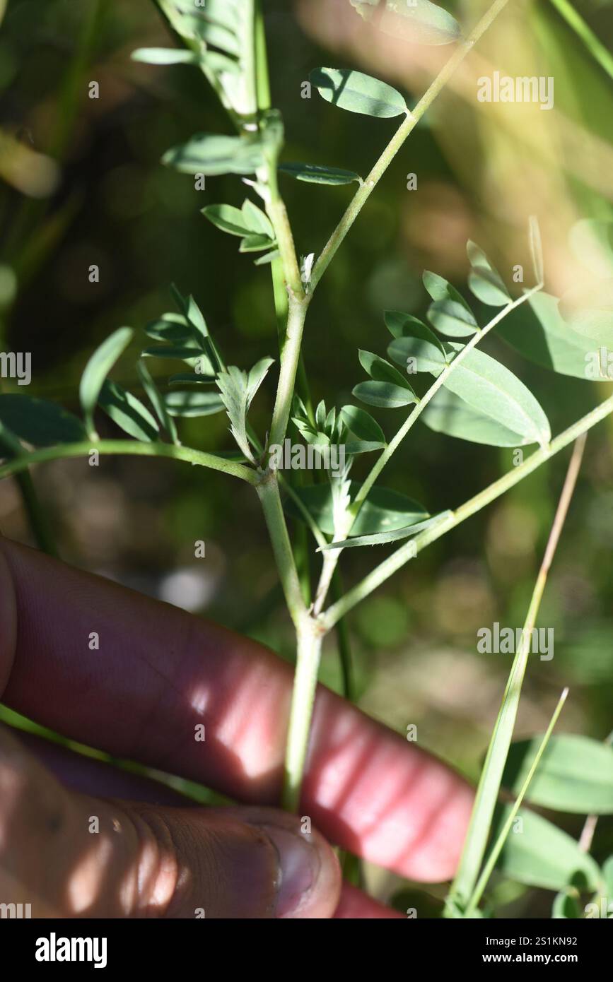 Canadian milkvetch (Astragalus canadensis Stock Photo - Alamy