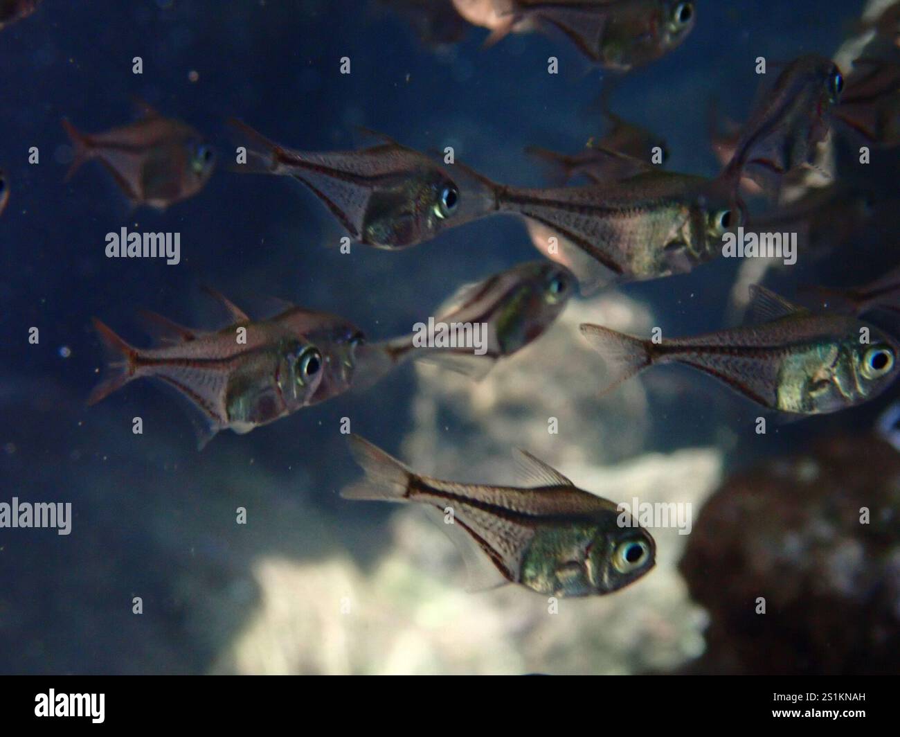 Rhomboid Sweeper (Pempheris rhomboidea Stock Photo - Alamy