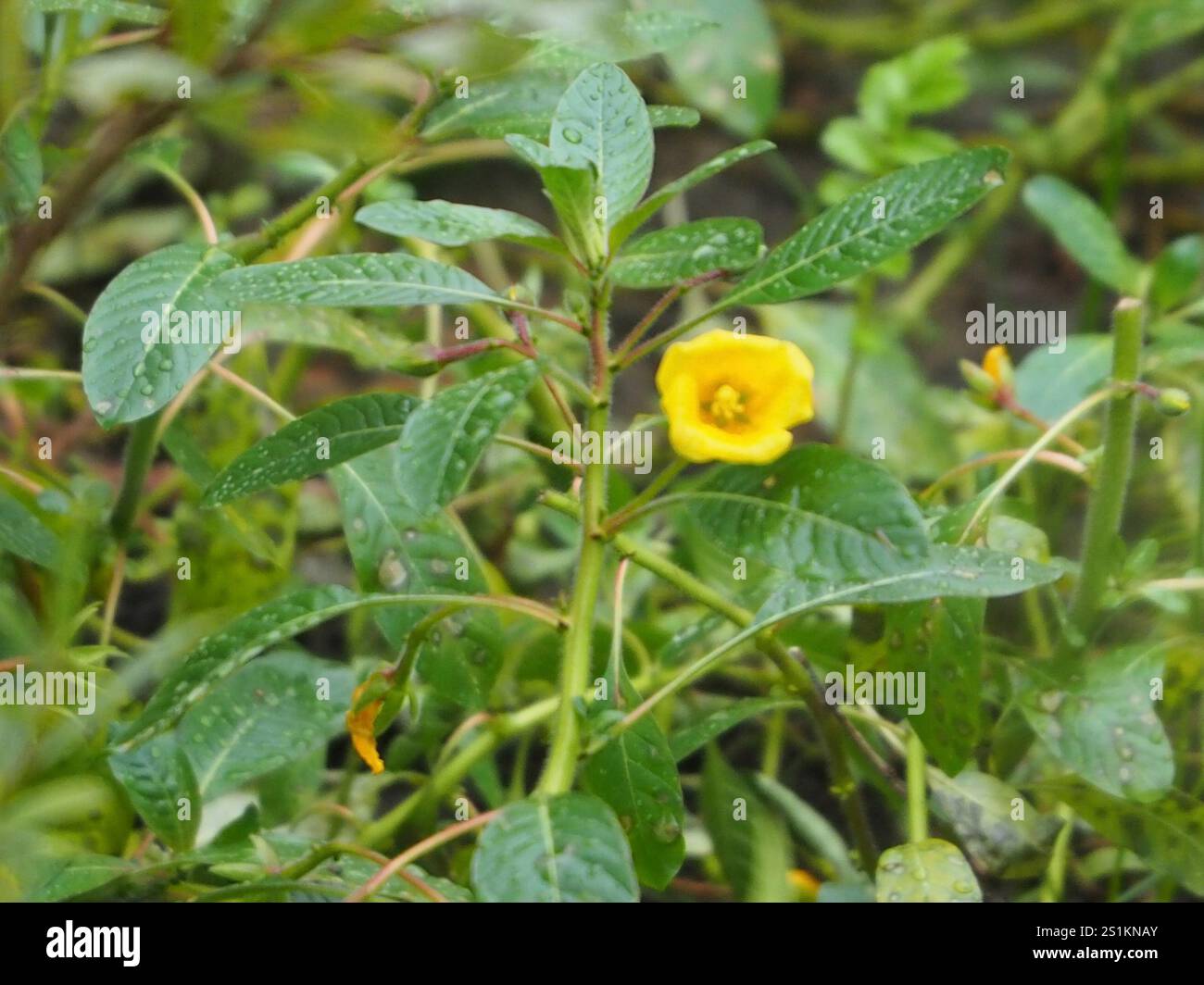 large-flowered primrose-willow (Ludwigia grandiflora Stock Photo - Alamy