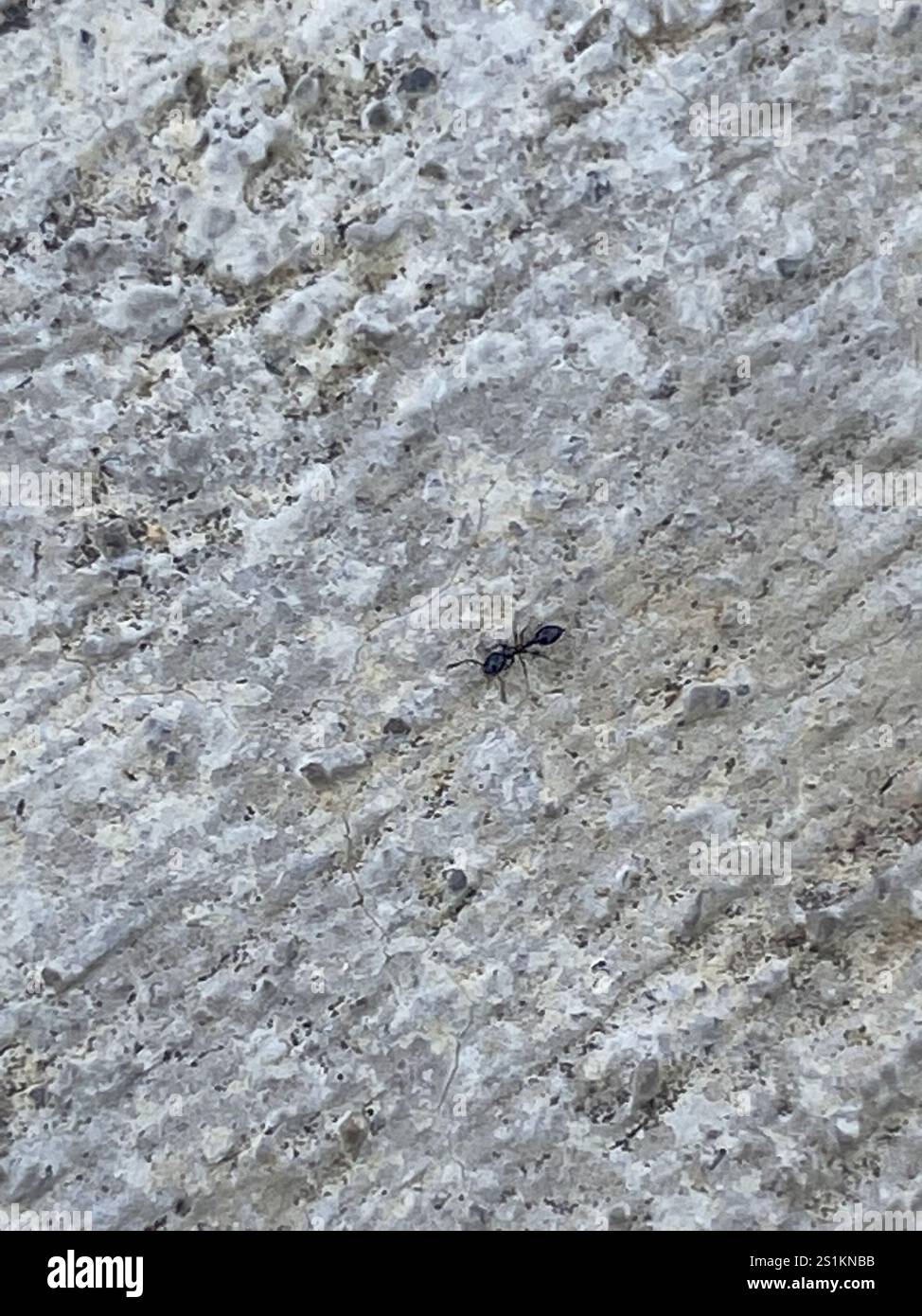 Ergatogyne Trailing Ant (Monomorium ergatogyna Stock Photo - Alamy