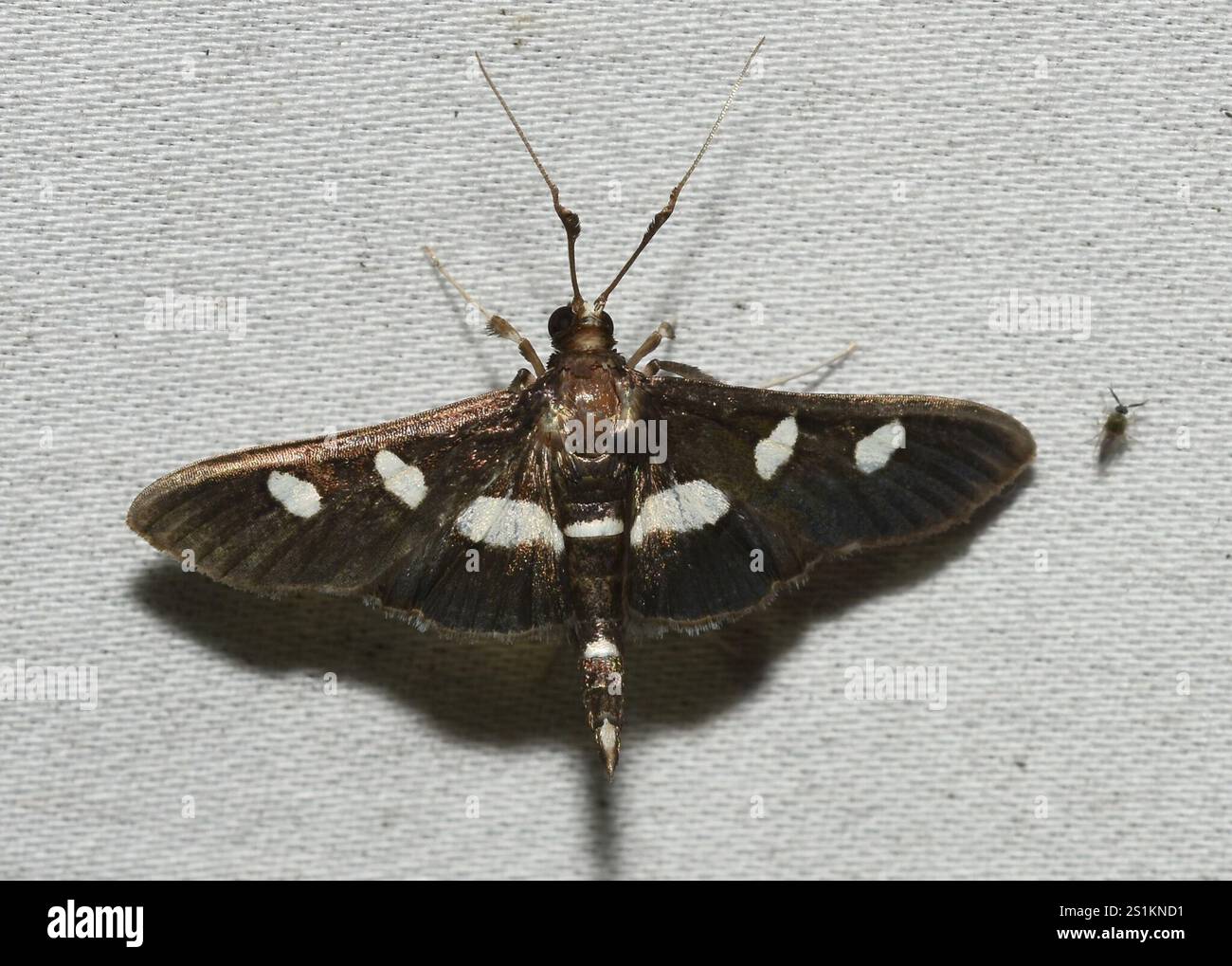 Grape Leaffolder and Leafroller Moths (Desmia funeralis Stock Photo - Alamy
