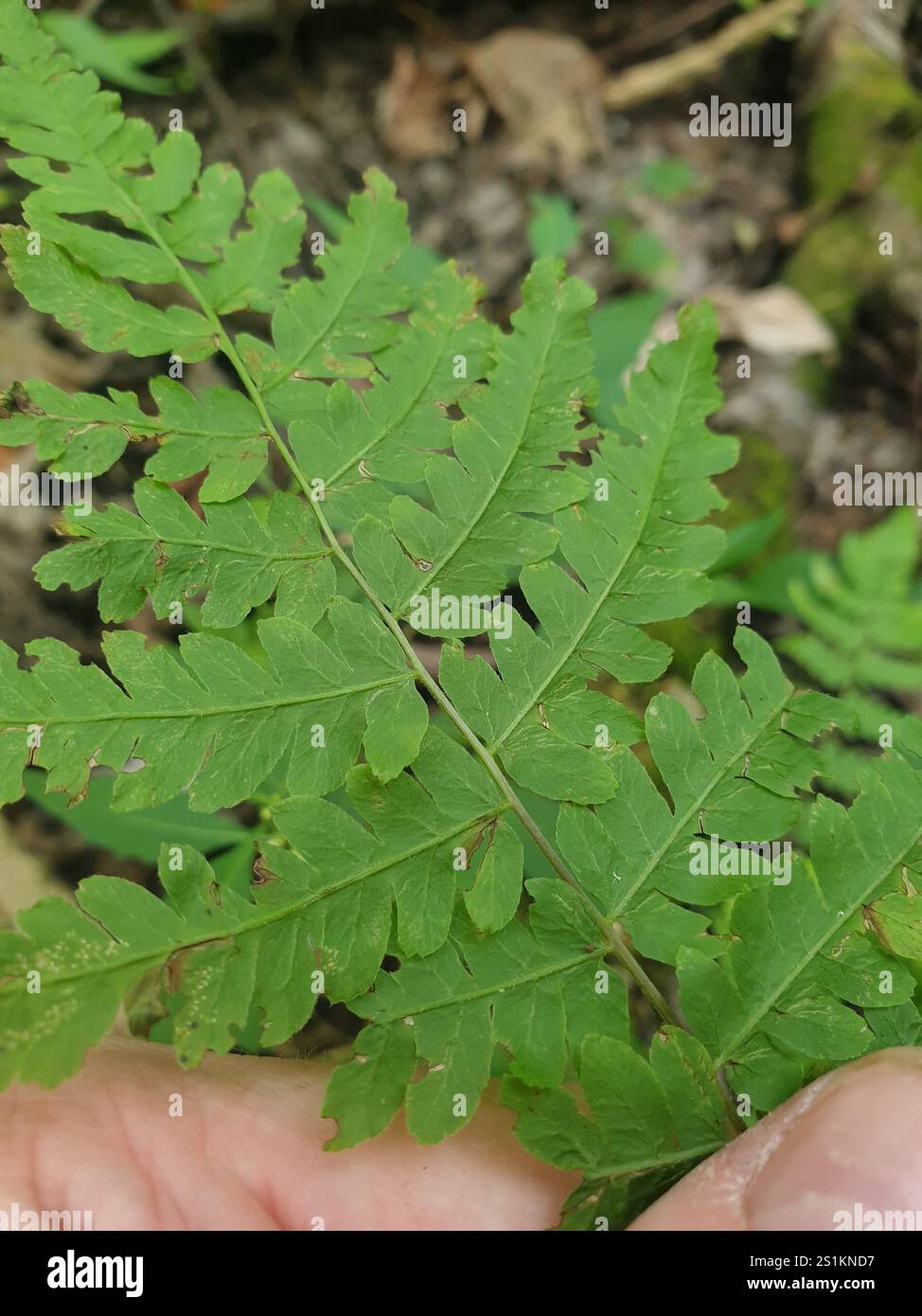 marsh fern (Thelypteris palustris Stock Photo - Alamy