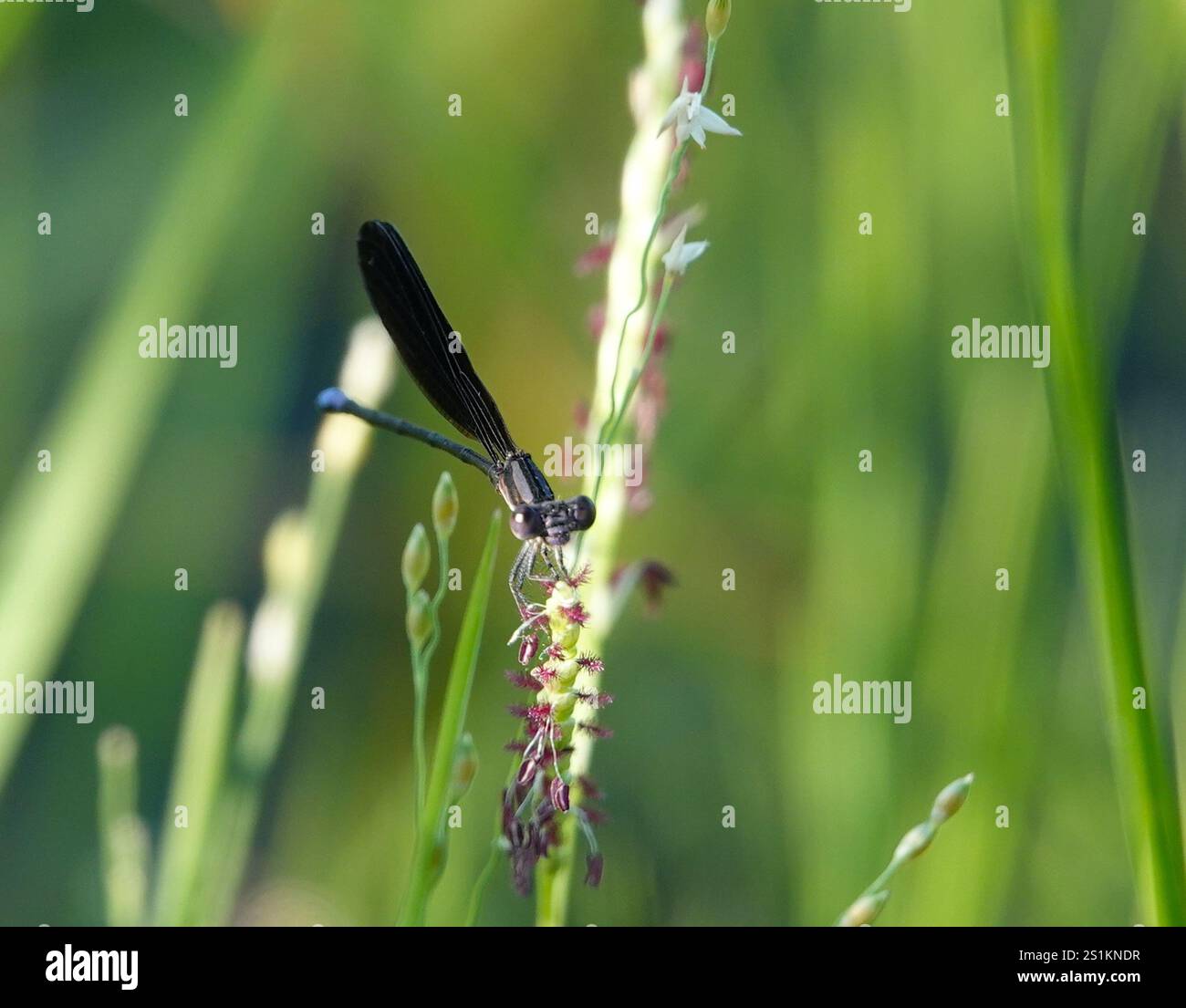 Variable Dancer (Argia fumipennis Stock Photo - Alamy