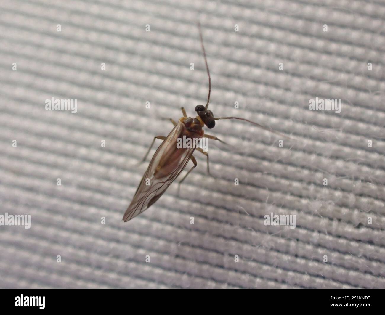 Barklice, Booklice, and Parasitic Lice (Psocodea Stock Photo - Alamy