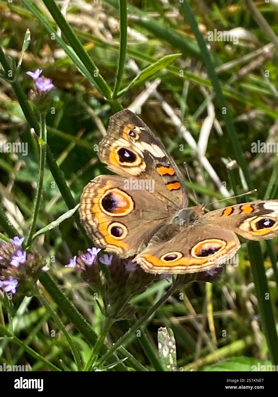 Common Buckeye (Junonia coenia Stock Photo - Alamy