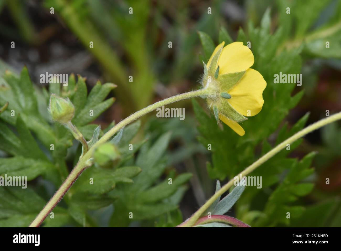 Blueleaf Cinquefoil (Potentilla glaucophylla Stock Photo - Alamy