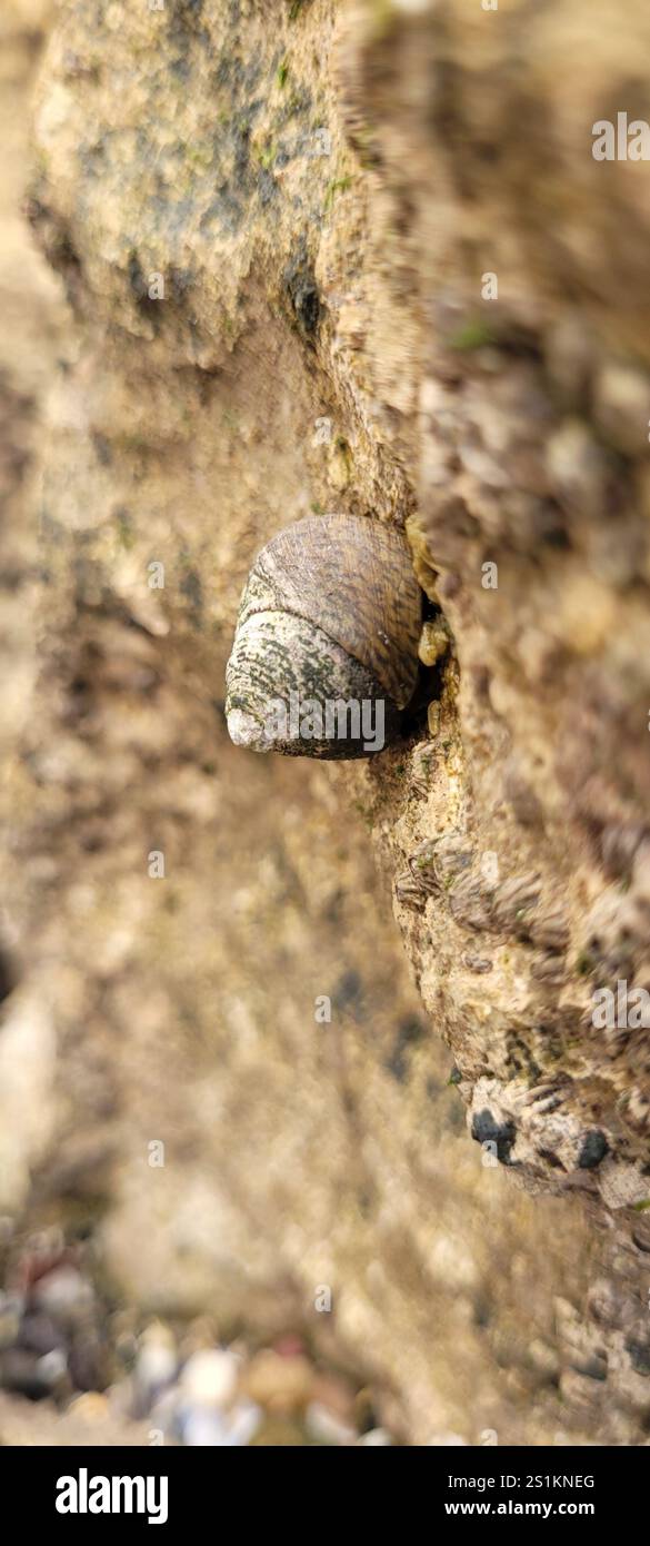 Trochidae hi-res stock photography and images - Alamy
