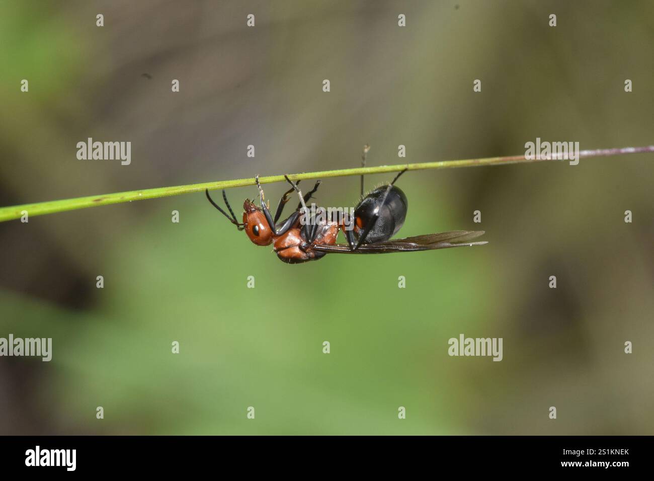 integra-group Field and Mound Ants (Formica integra Stock Photo - Alamy