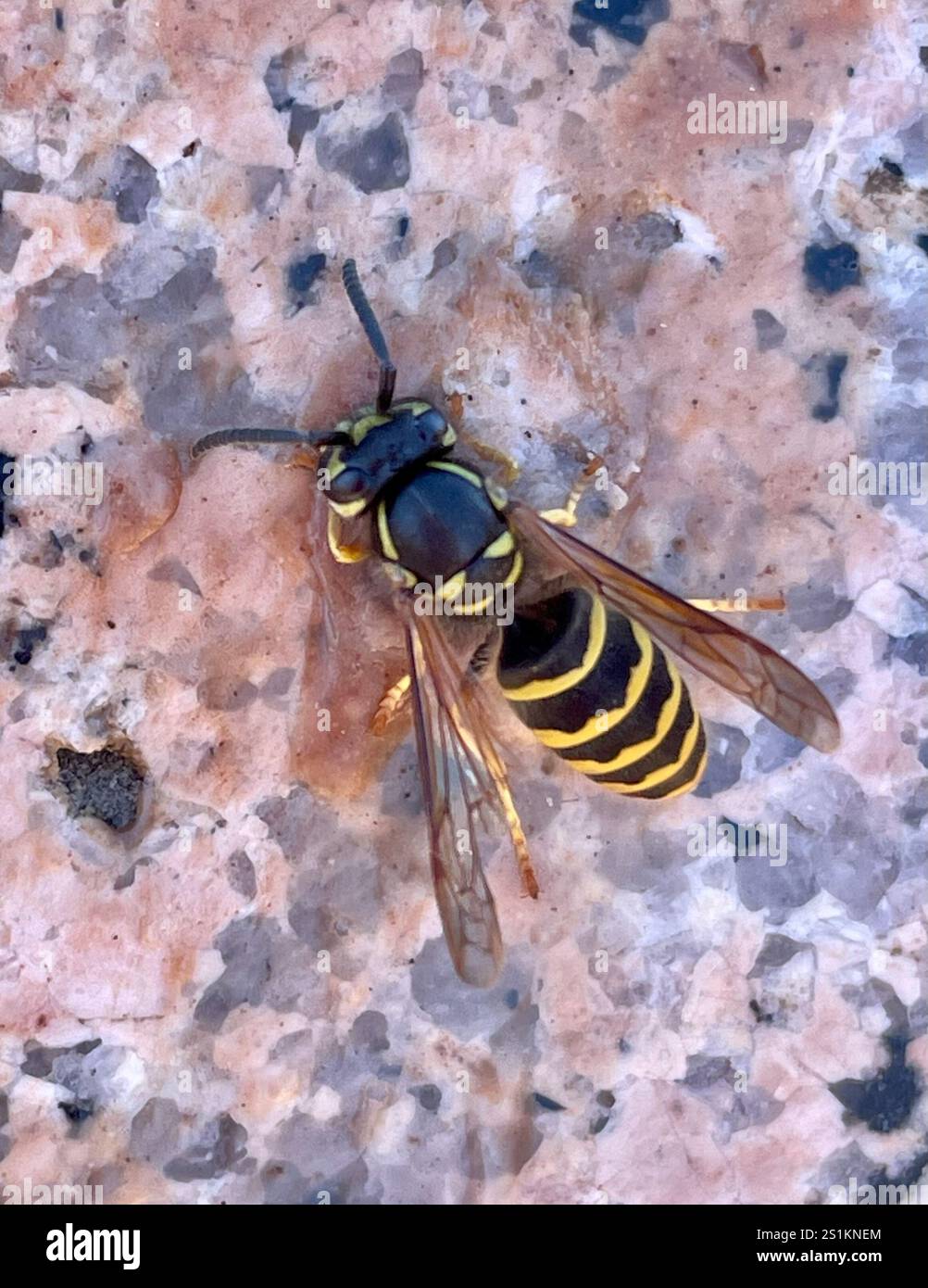 Alaska Yellowjacket (Vespula alascensis Stock Photo - Alamy