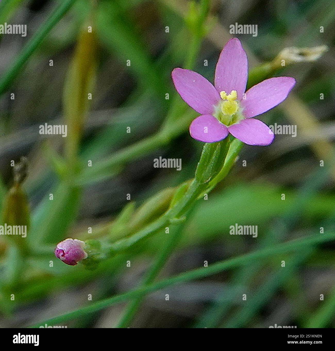 Lesser Centaury (Centaurium pulchellum Stock Photo - Alamy