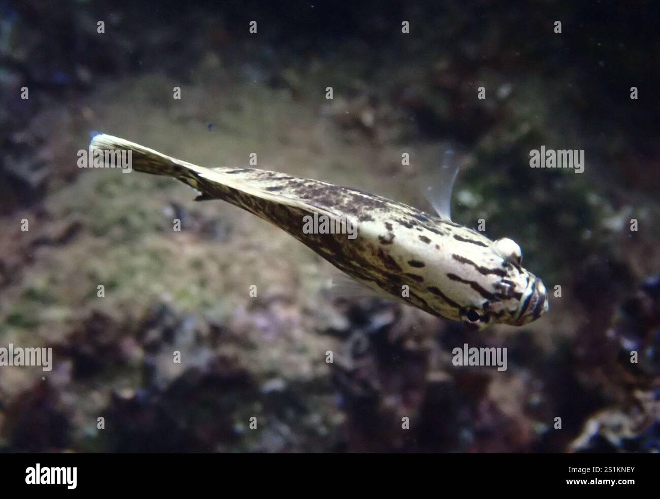 Atlantic Tripletail (Lobotes surinamensis Stock Photo - Alamy