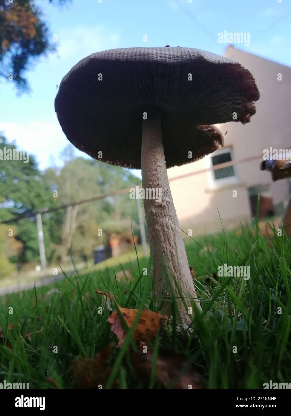 Orange Grisette (Amanita crocea Stock Photo - Alamy