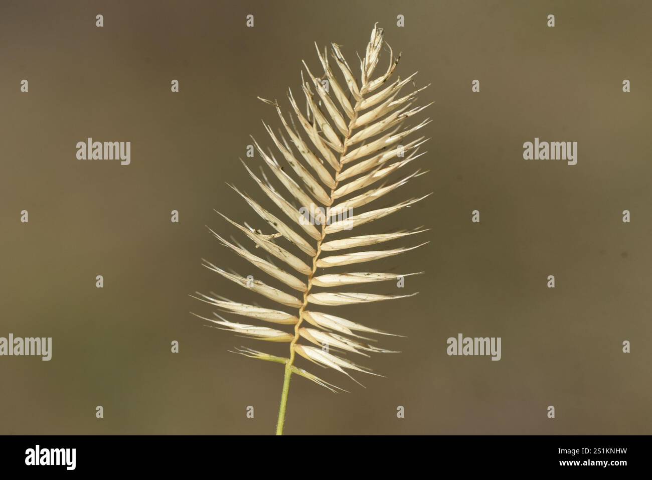 Crested Wheatgrass (Agropyron cristatum Stock Photo - Alamy