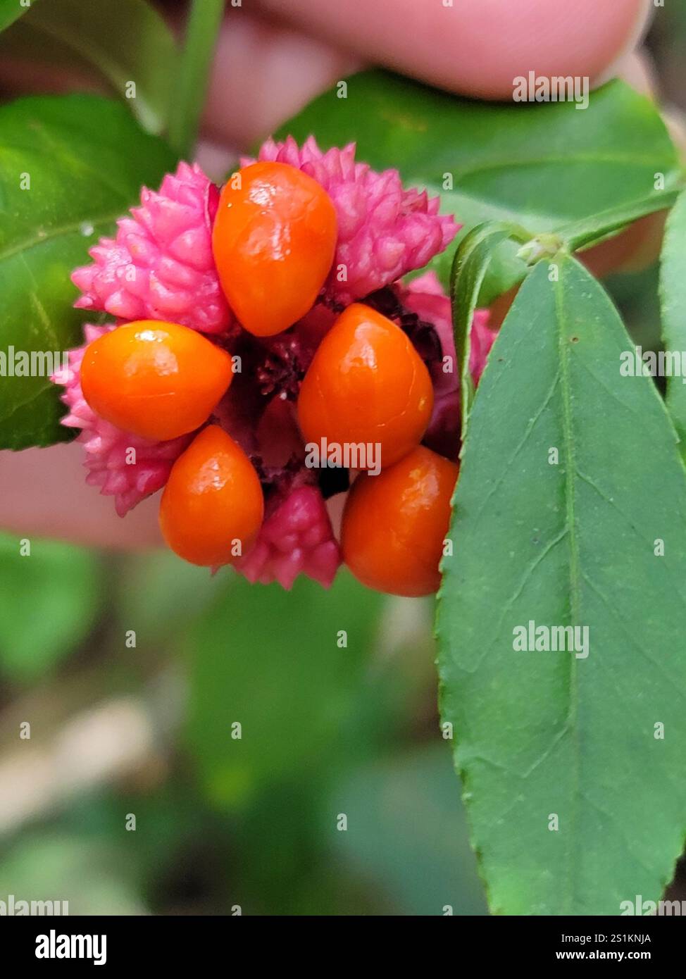 strawberry bush (Euonymus americanus Stock Photo - Alamy