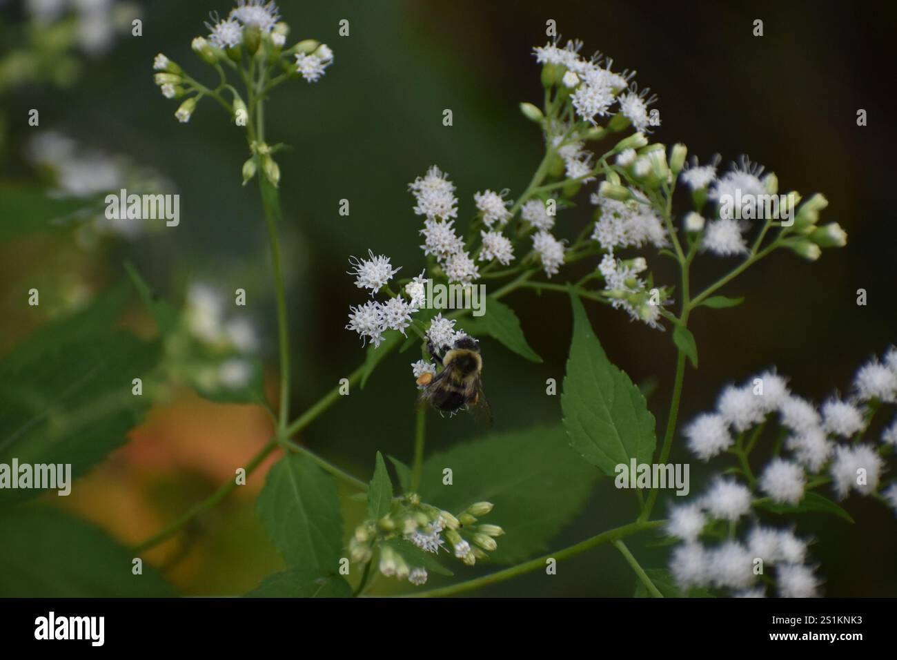Common Eastern Bumble Bee (Bombus impatiens Stock Photo - Alamy