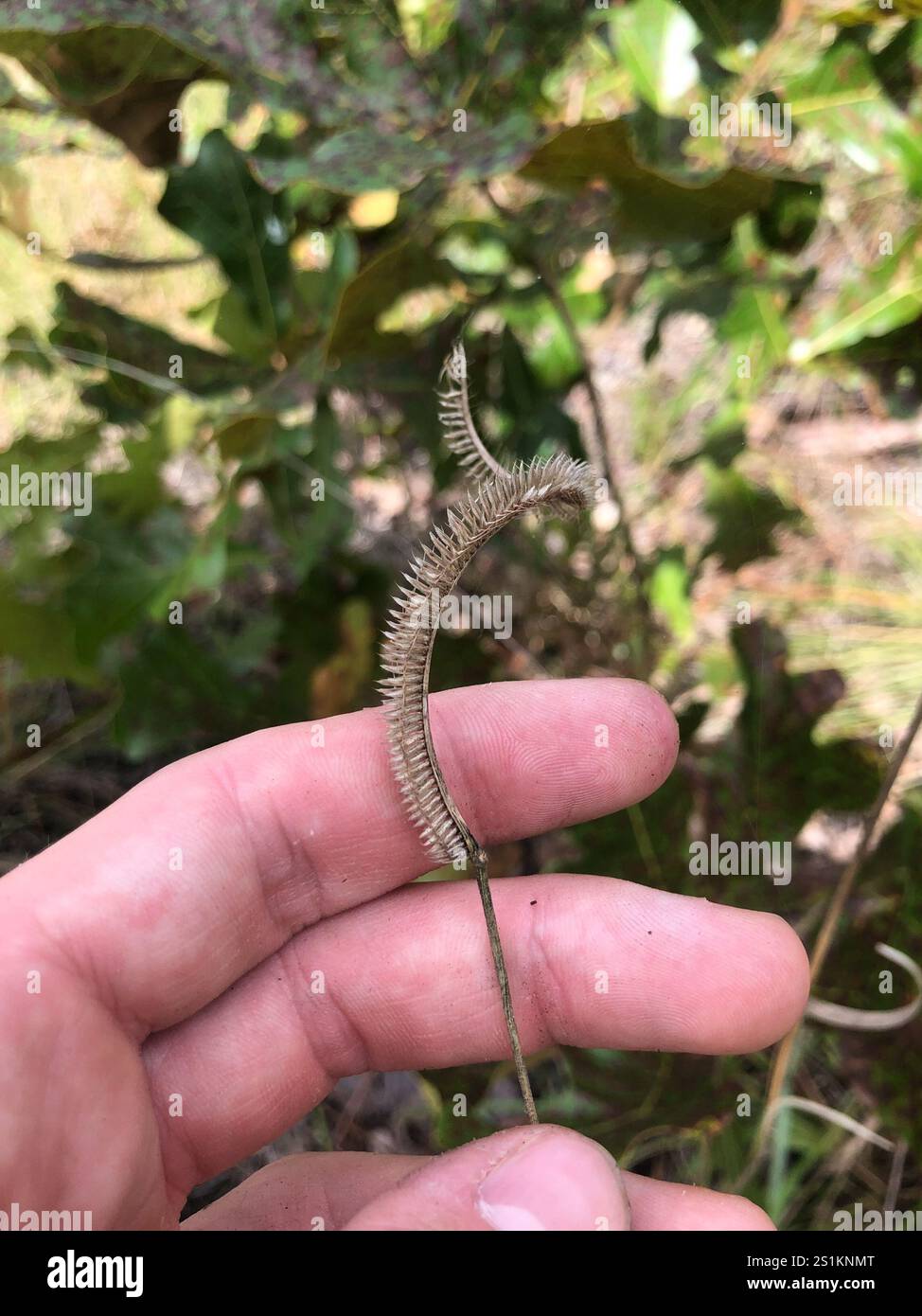 Toothache grass (Ctenium aromaticum Stock Photo - Alamy
