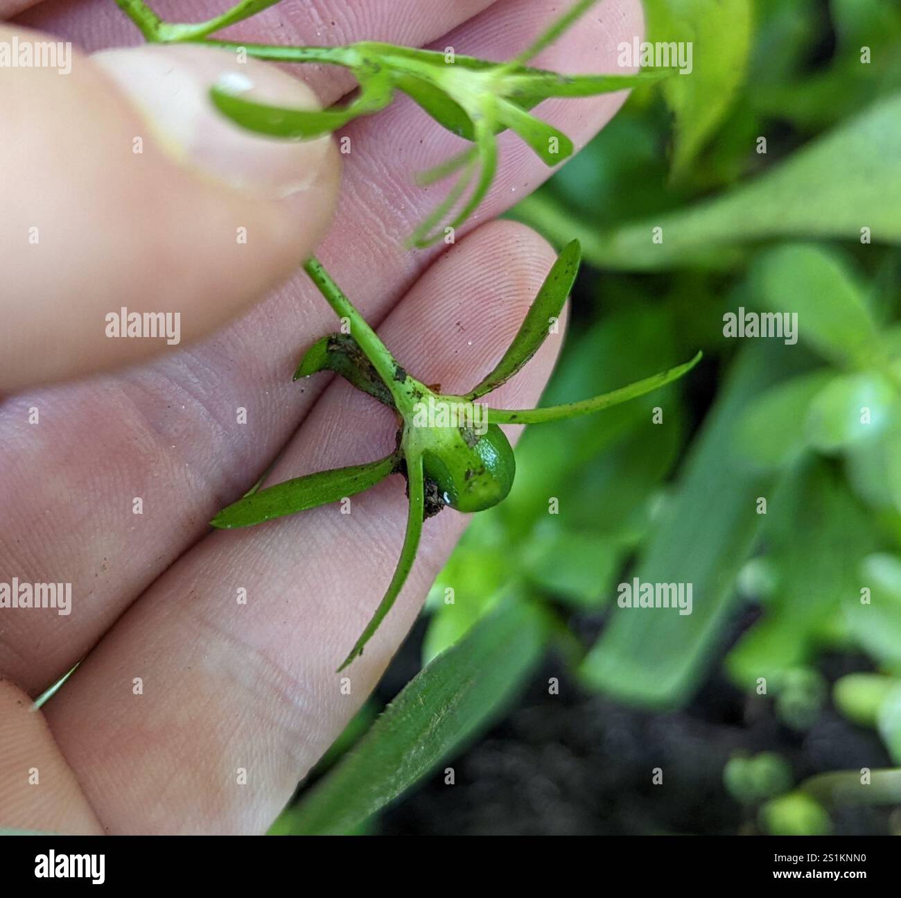 Coastal Rose Gentian (Sabatia calycina Stock Photo - Alamy