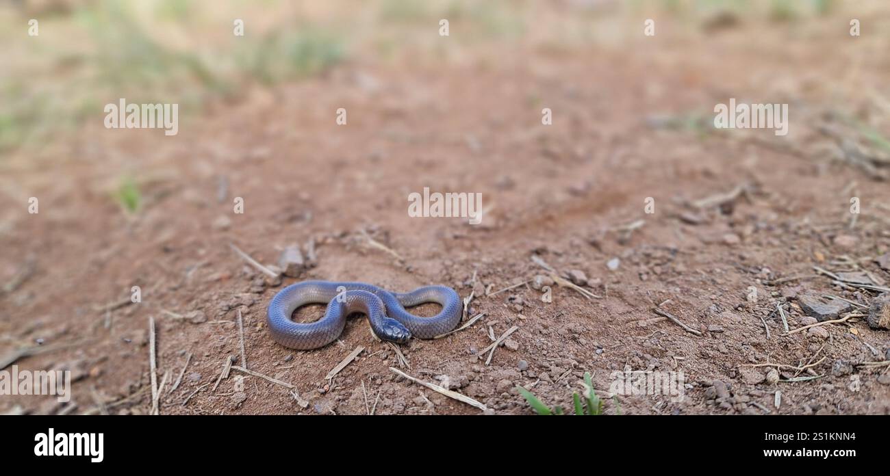 Black-naped Hooded Snake (Suta dwyeri Stock Photo - Alamy