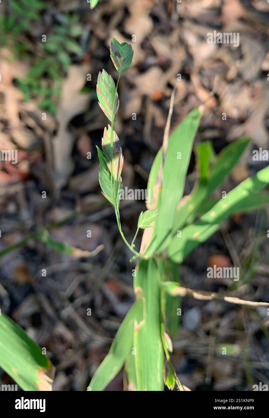 inland wood oats (Chasmanthium latifolium Stock Photo - Alamy
