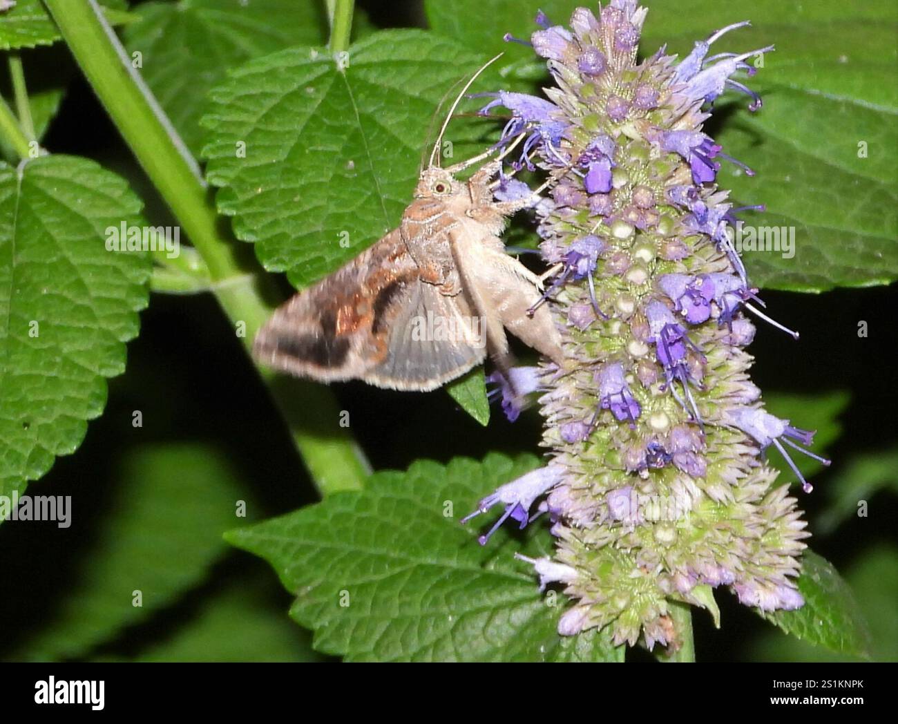 Plusiine Looper Moths (Plusiinae Stock Photo - Alamy