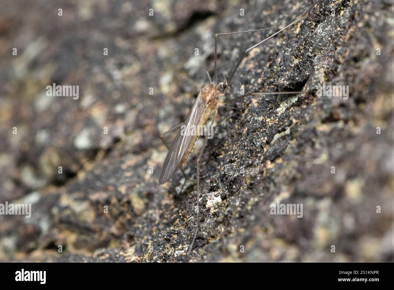 Typical Crane Flies (Tipuloidea Stock Photo - Alamy