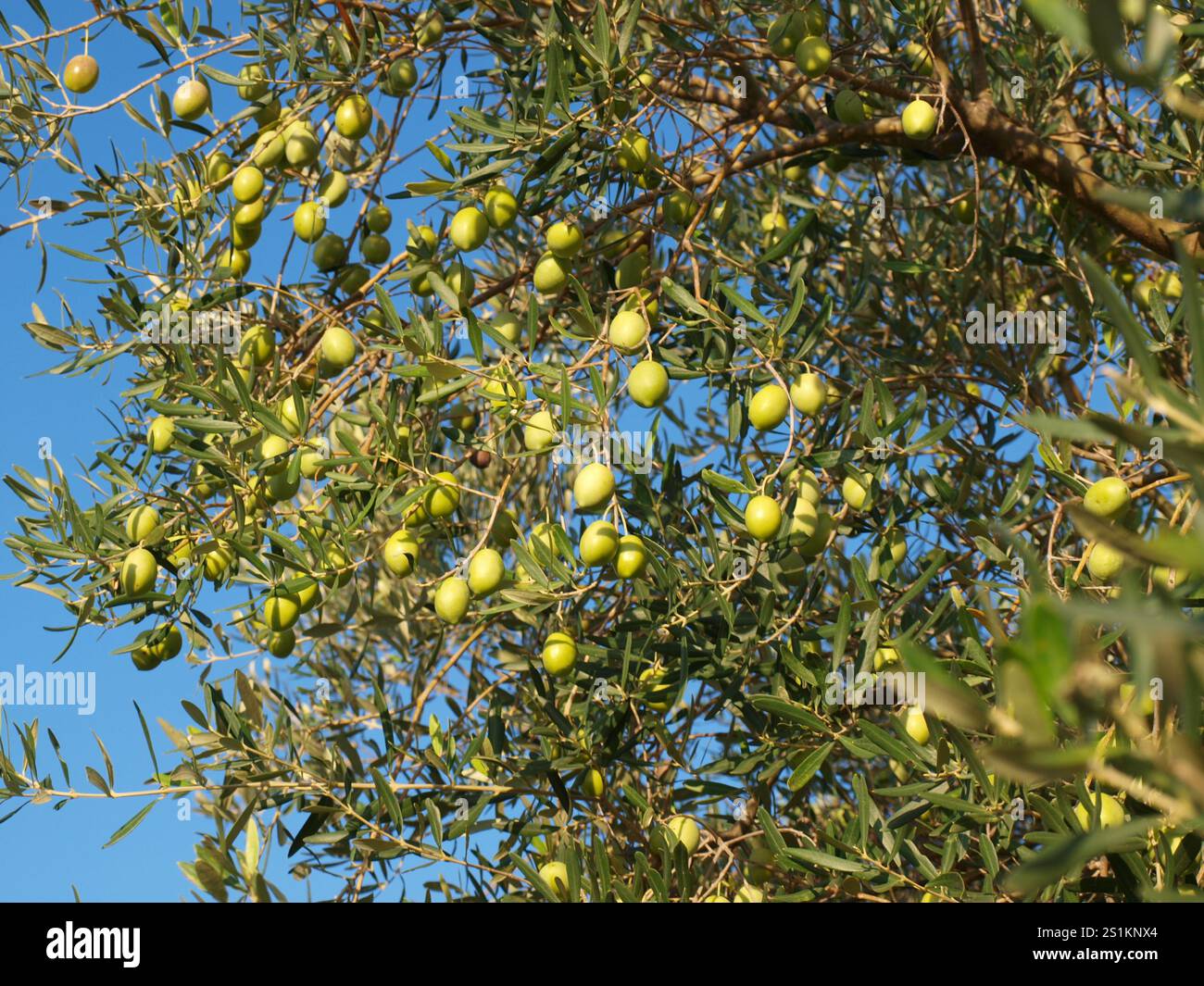 green olives on the olive tree Stock Photo - Alamy