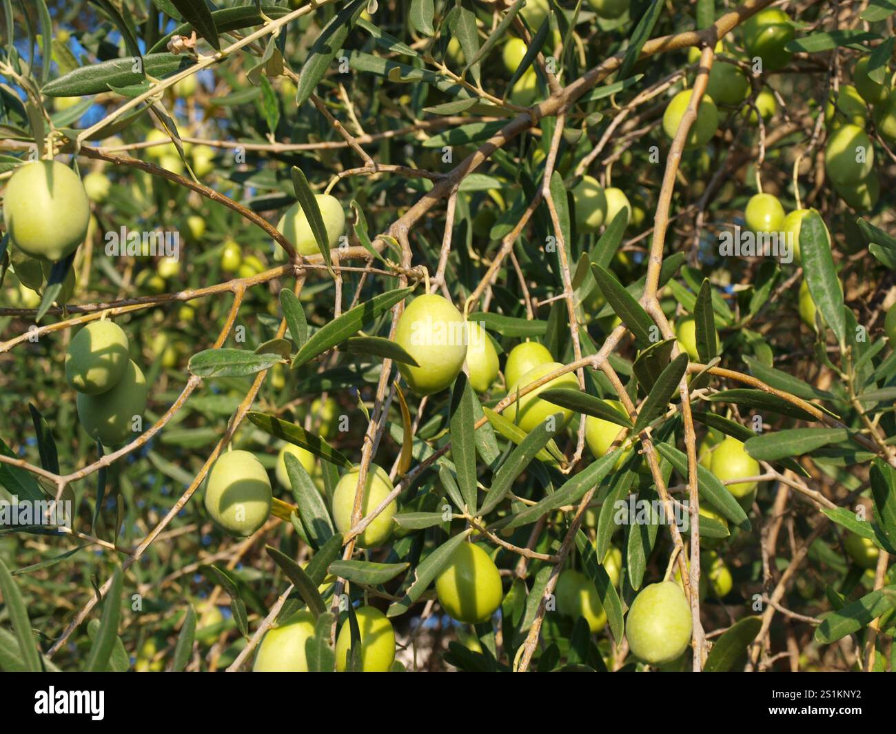 green olives on the olive tree Stock Photo - Alamy
