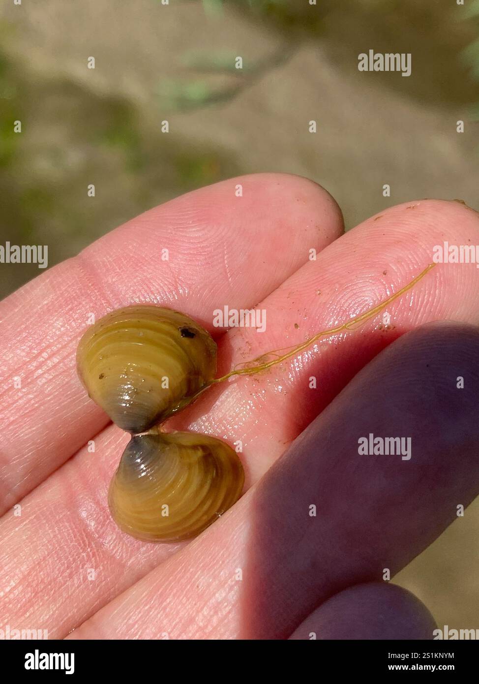 Asian Clam (Corbicula fluminea Stock Photo - Alamy
