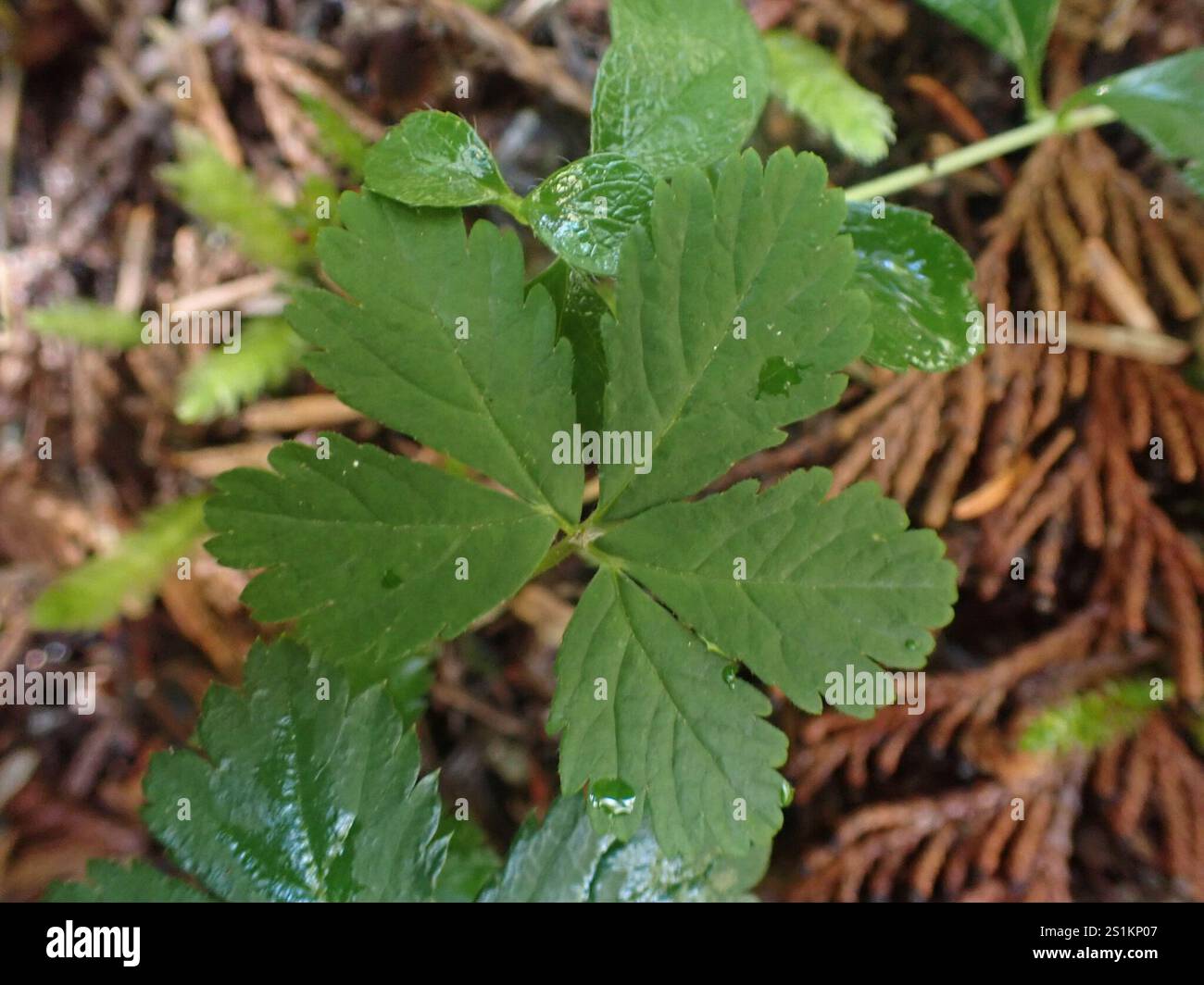 Five-leaf Dwarf Bramble (Rubus pedatus Stock Photo - Alamy